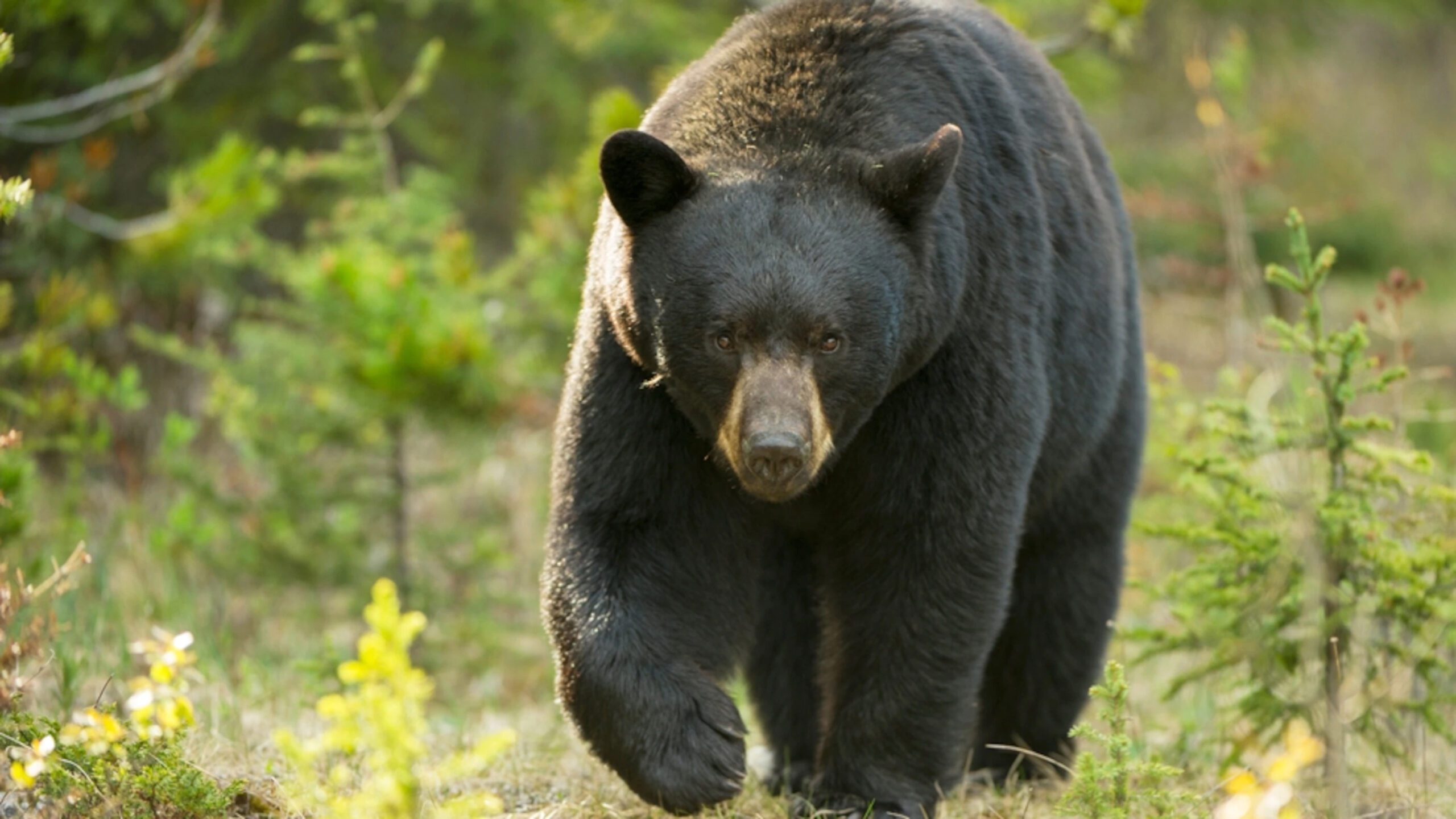 Sandy River Outfitters – Manitoba Bear Hunts – Canada Trophy Spring ...